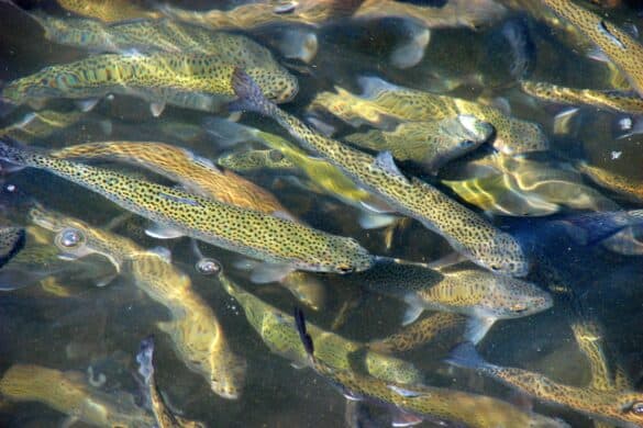 What Do Trout Eat? (A Complete Guide to Trout Diet)