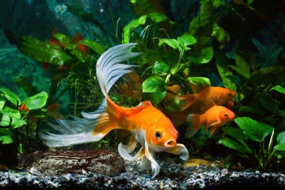 Can You Eat Goldfish? (And Why You Shouldn’t)