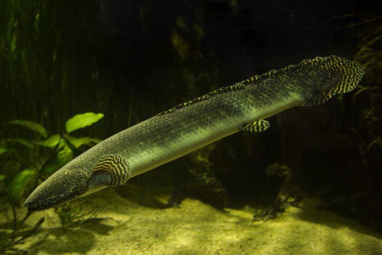 32 Types of Fish With Big Foreheads