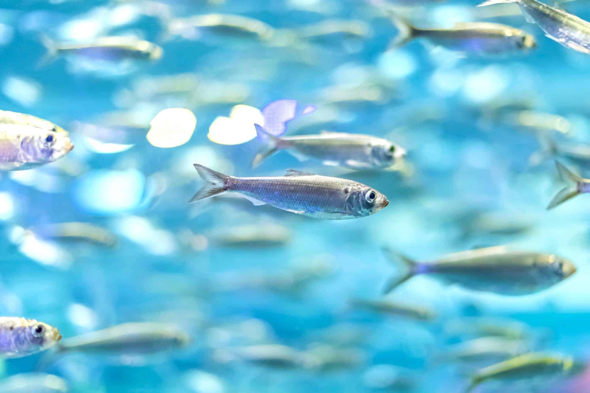 8 Different Types of Shad