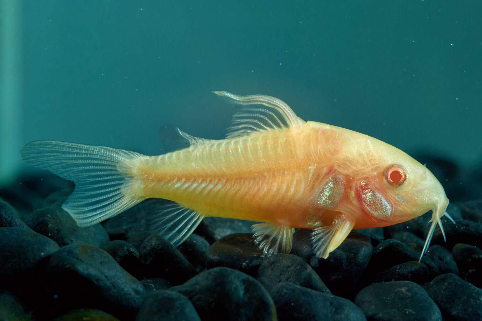 Albino Cory Catfish: Facts, Care Guide, Pictures & More
