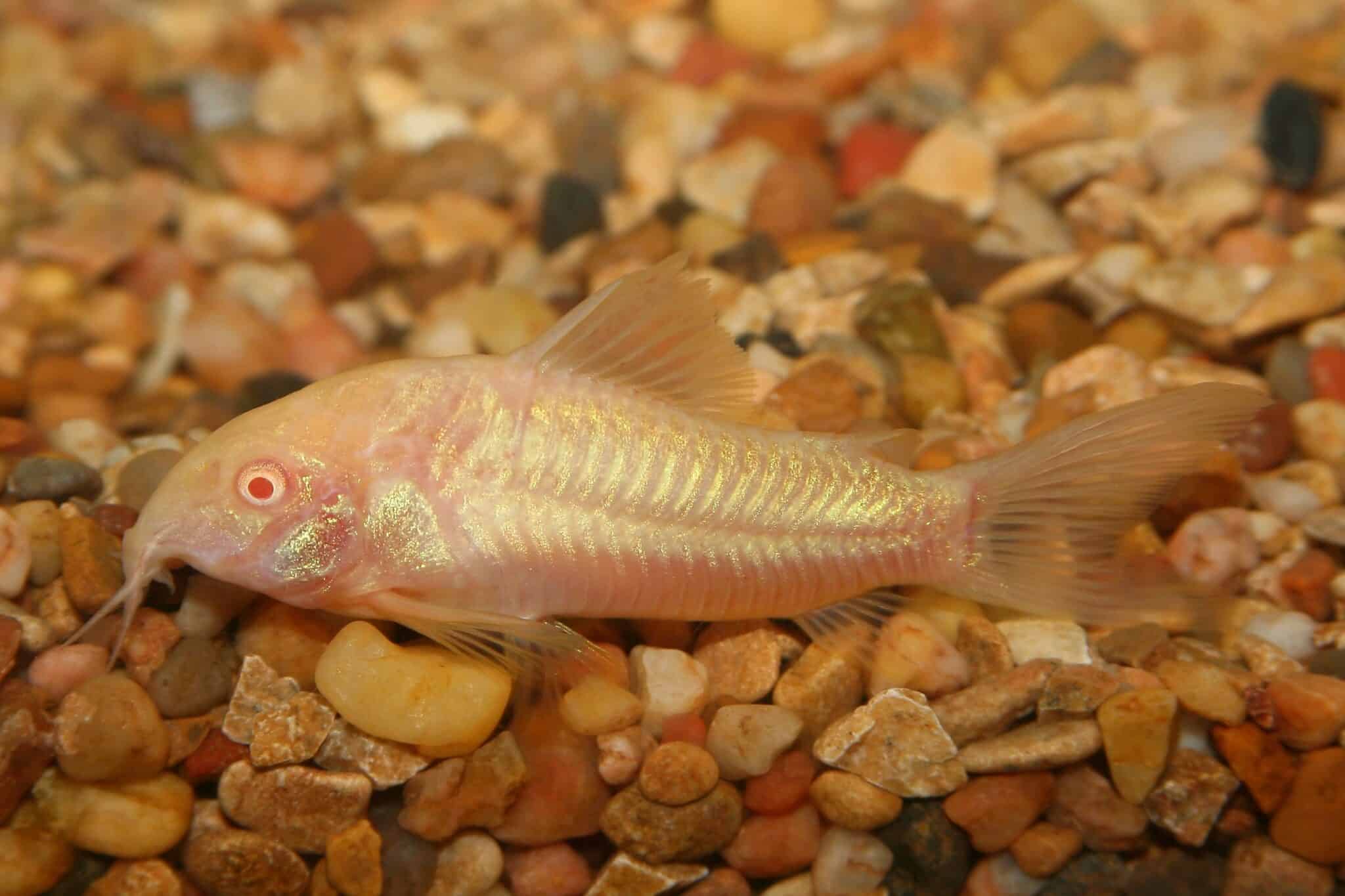 Albino Cory Catfish: Facts, Care Guide, Pictures & More