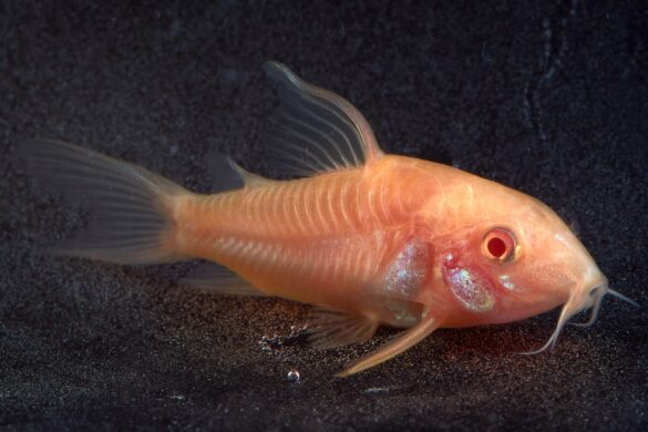 Albino Cory Catfish: Facts, Care Guide, Pictures & More