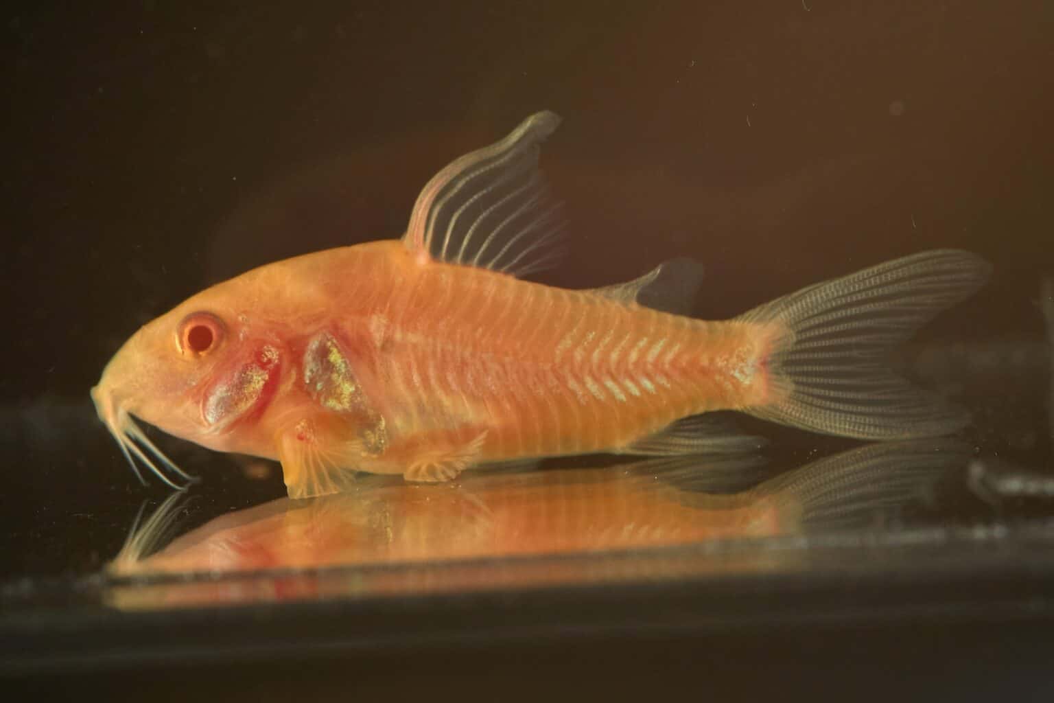 Albino Cory Catfish: Facts, Care Guide, Pictures & More