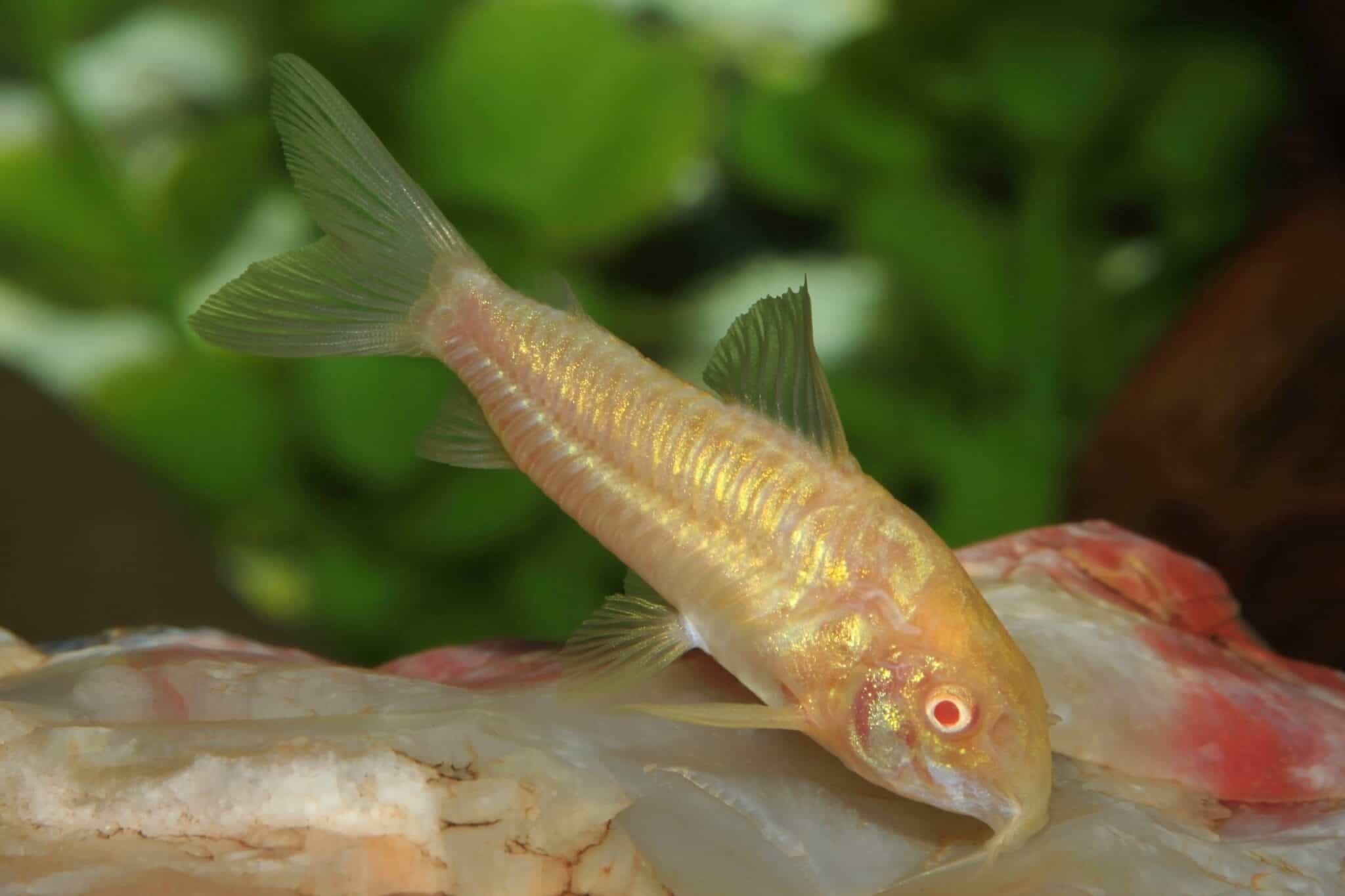 Albino Cory Catfish: Facts, Care Guide, Pictures & More