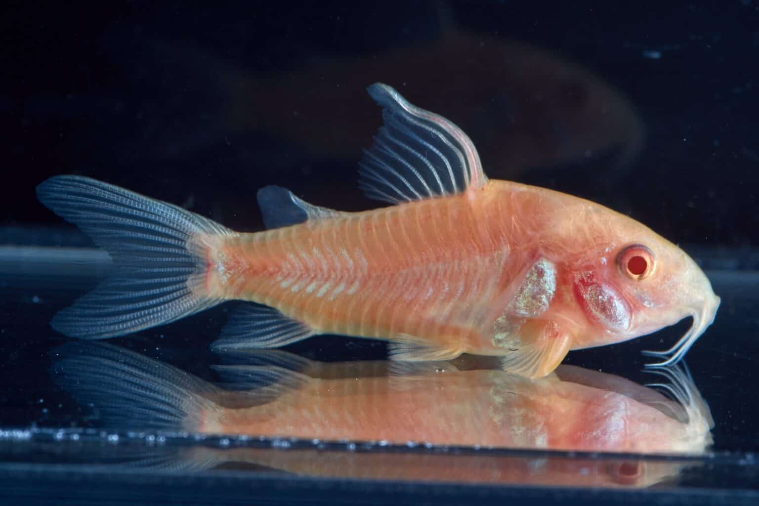 Albino Cory Catfish: Facts, Care Guide, Pictures & More