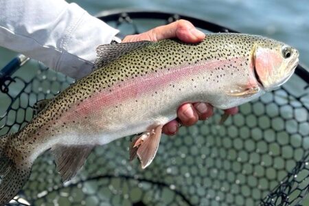 8 Different Types of Shad