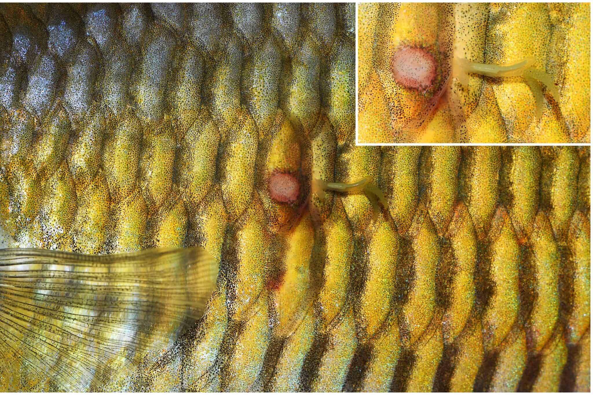 Worms in Fish Tank: How to Identify and Get Rid of Them