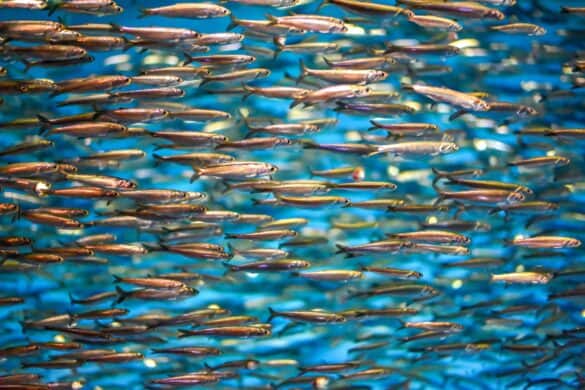 41 Types of Fish With Fins and Scales