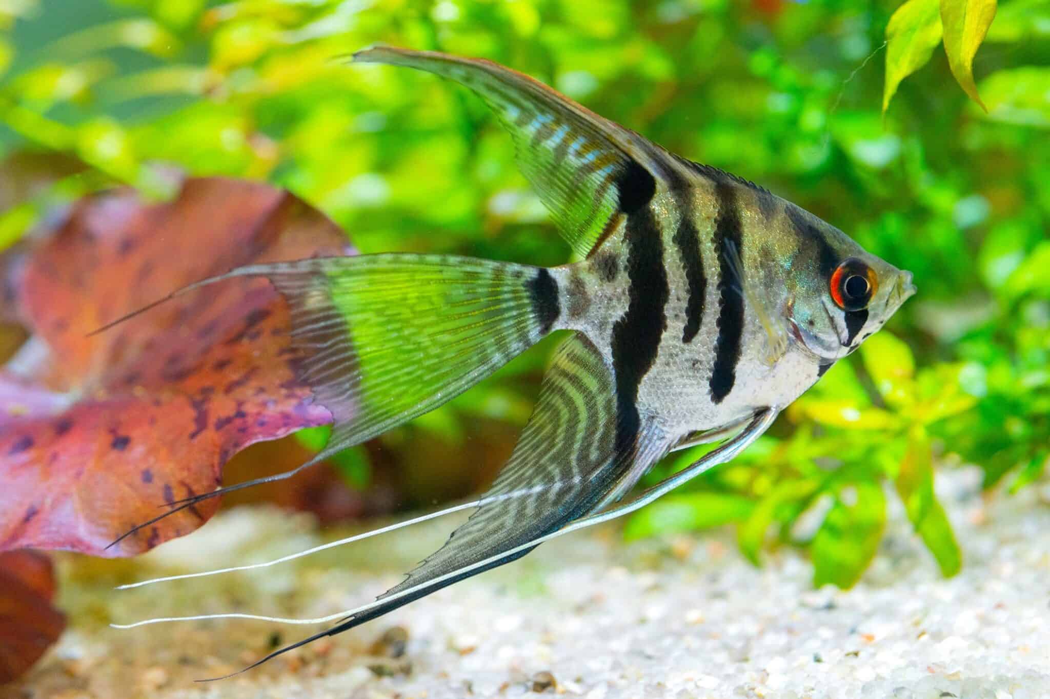 41 Types of Fish With Fins and Scales