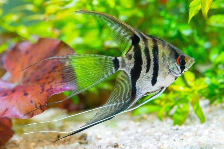 41 Types of Fish With Fins and Scales