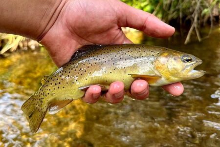 16 Types of Trout Species