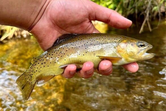 16 Types of Trout Species