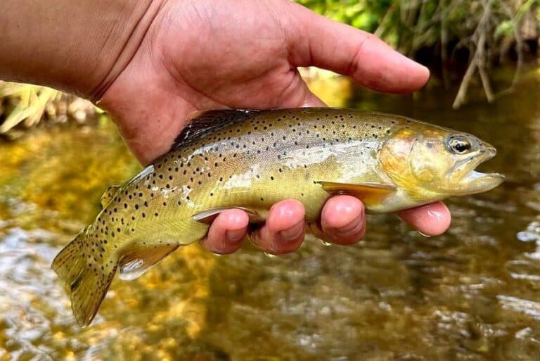 16 Types of Trout Species