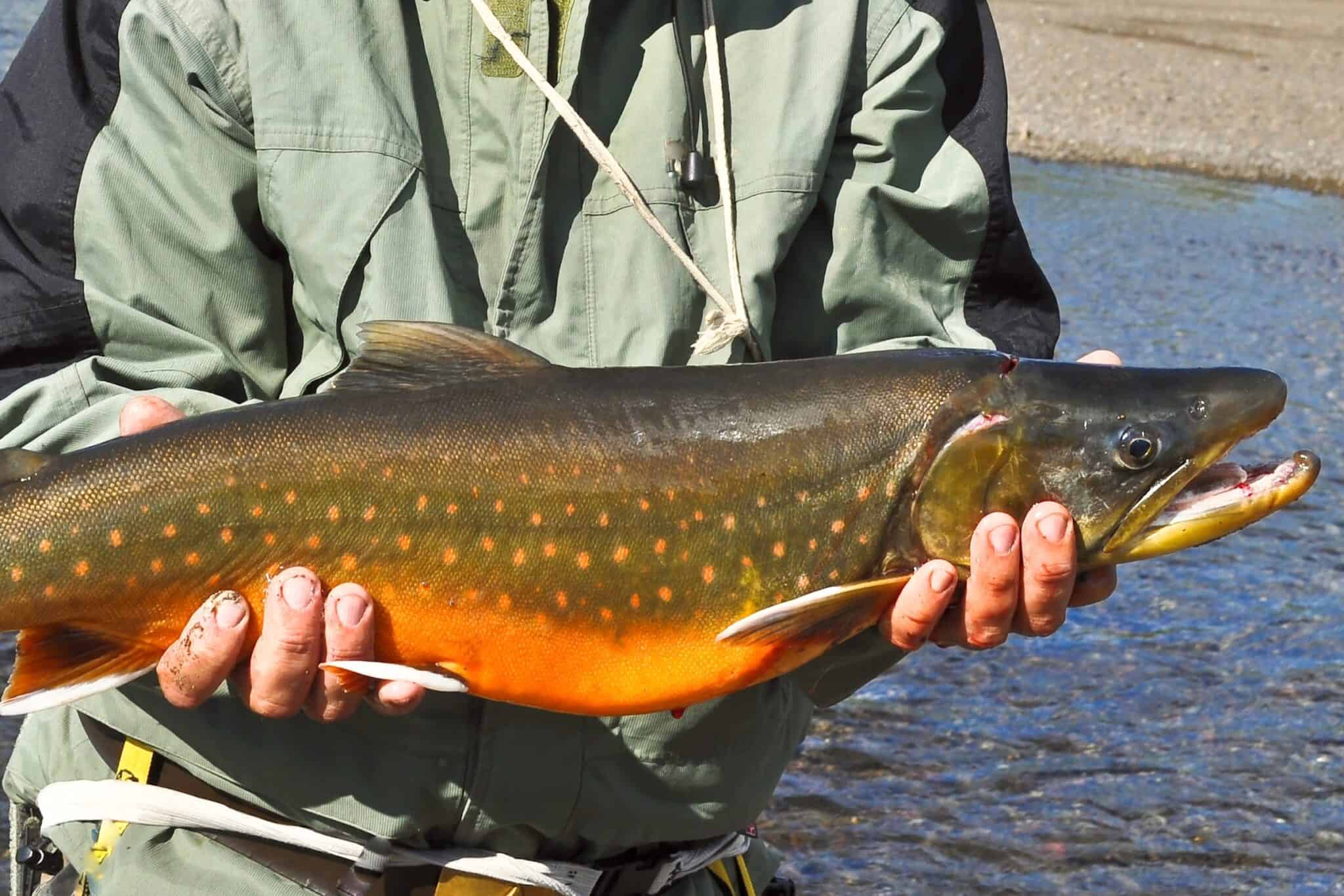 16 Types of Trout Species