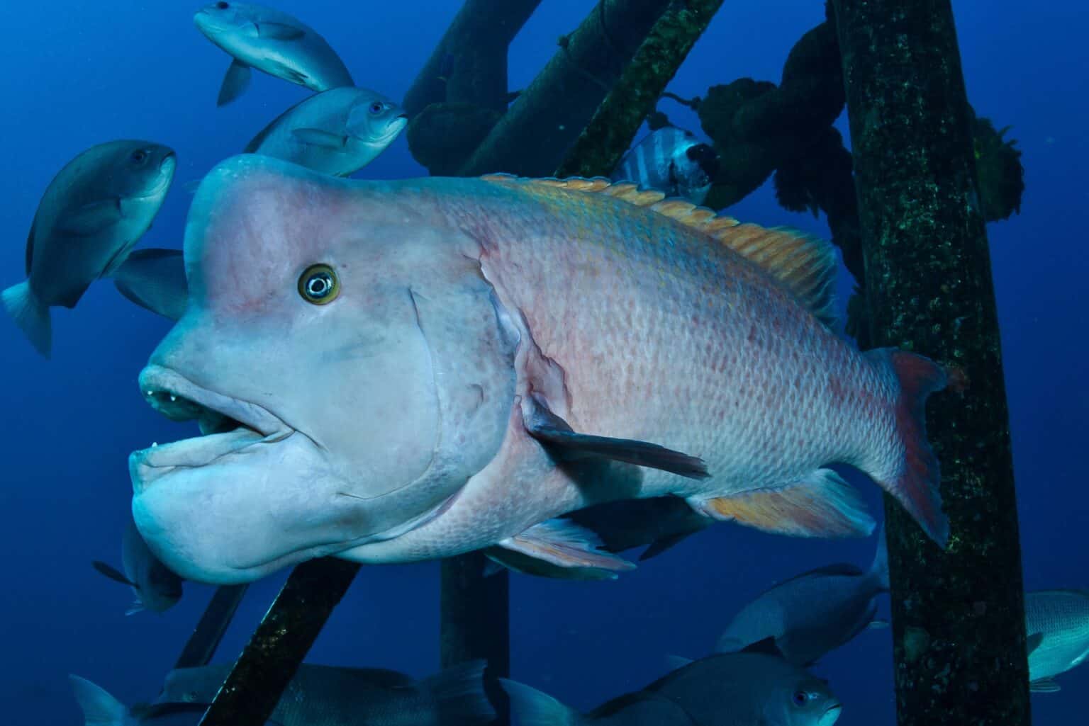 32 Types of Fish With Big Foreheads