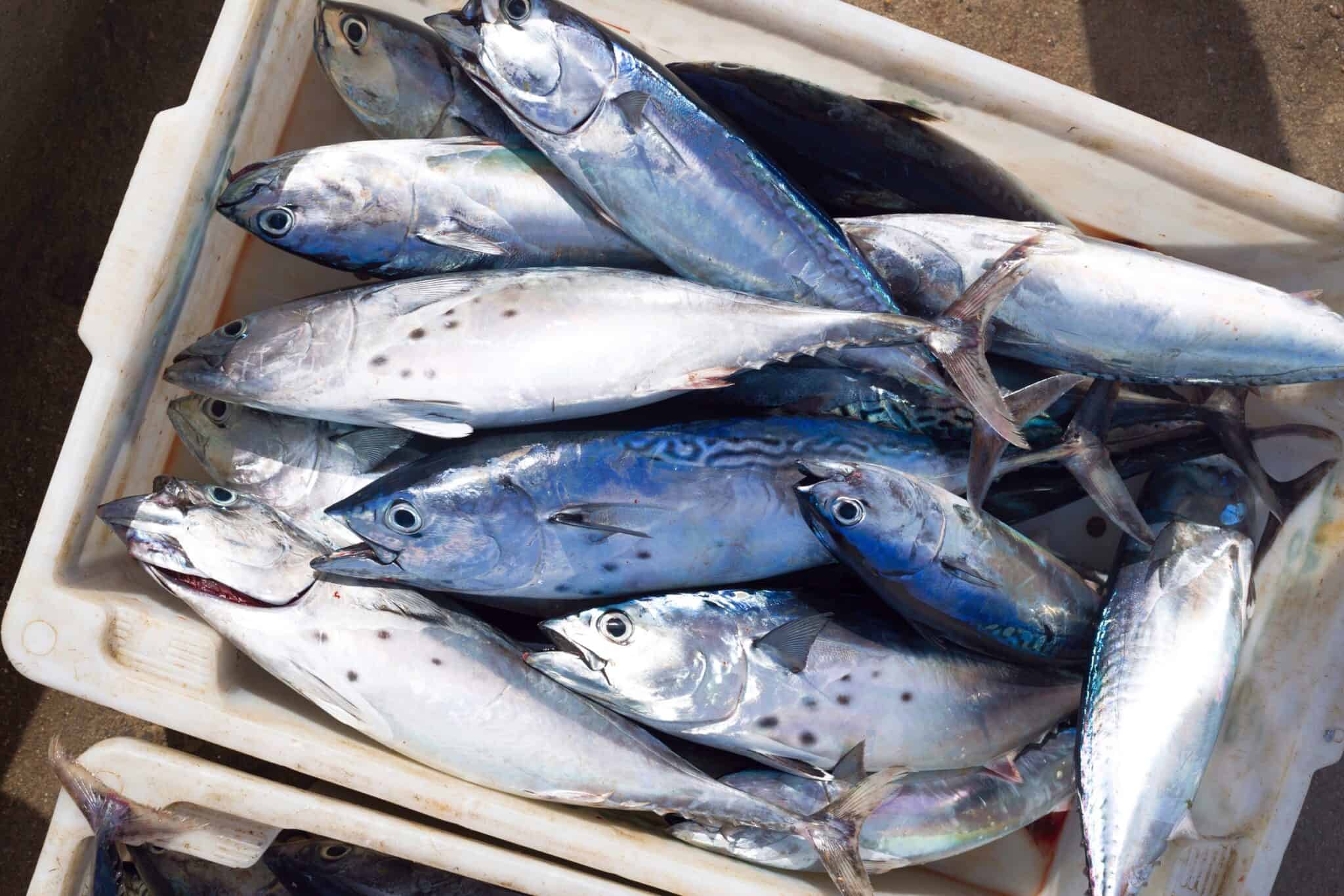 False Albacore: Species Information, Pictures & Facts