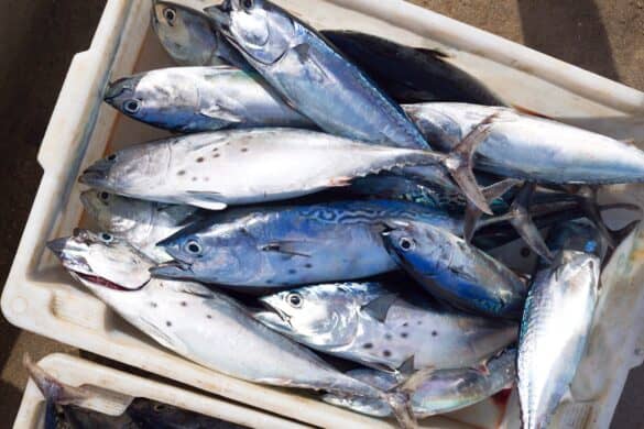 False Albacore: Species Information, Pictures & Facts