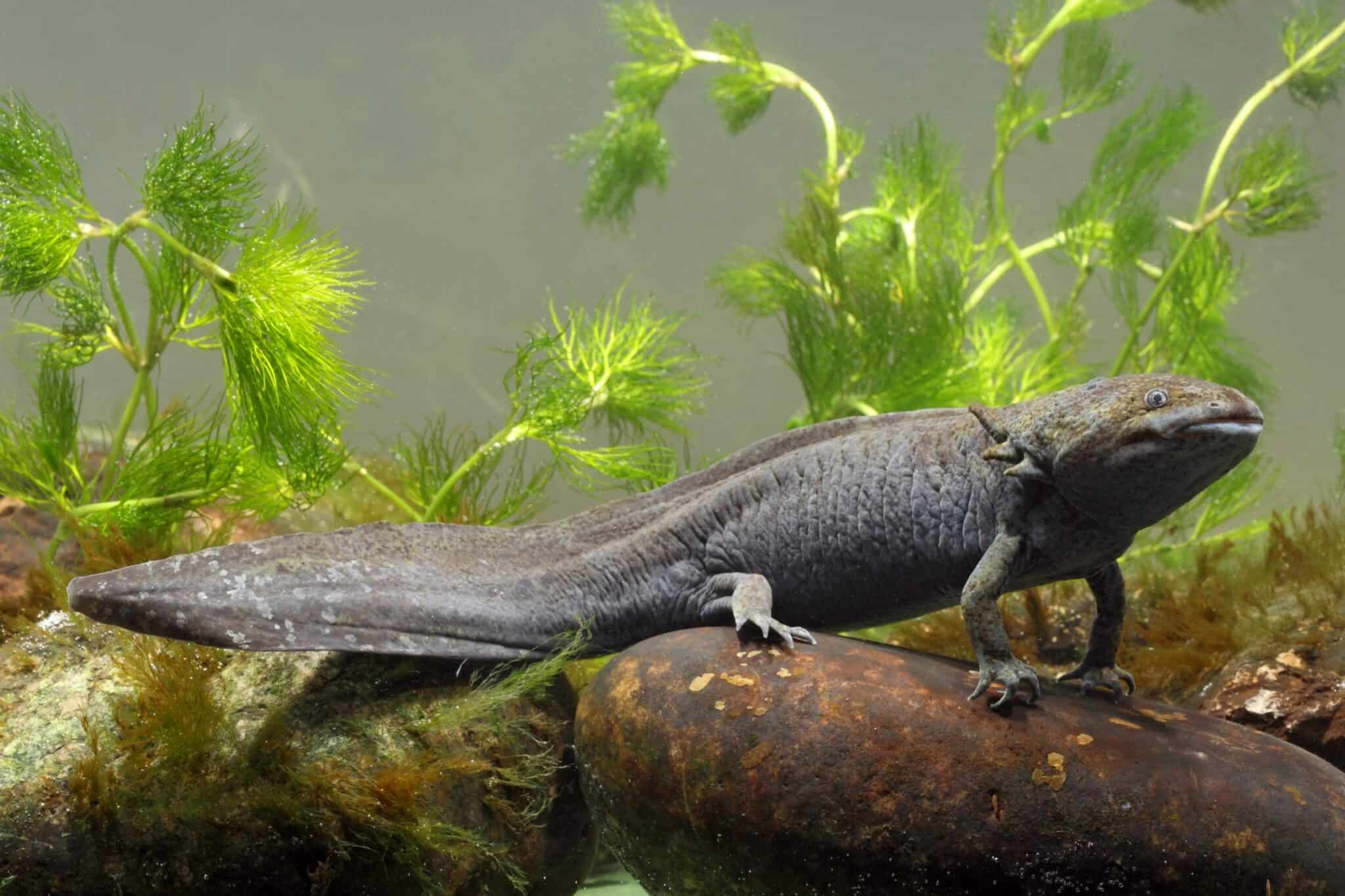 Axolotl Colors: 17 Types of Axolotl Morphs (With Photos)