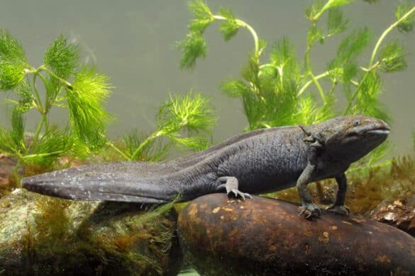 Axolotl Colors: 17 Types of Axolotl Morphs (With Photos)