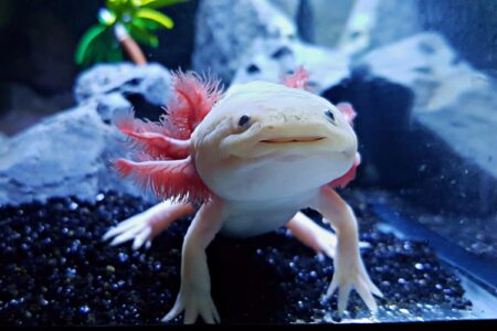 8 Effective Ways to Keep Your Axolotl Tank Cool