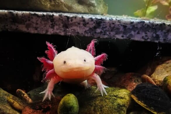 The Complete Axolotl Supplies and Starter Kit Guide