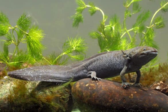 How Much Does an Axolotl Cost? (2025 Price Guide)