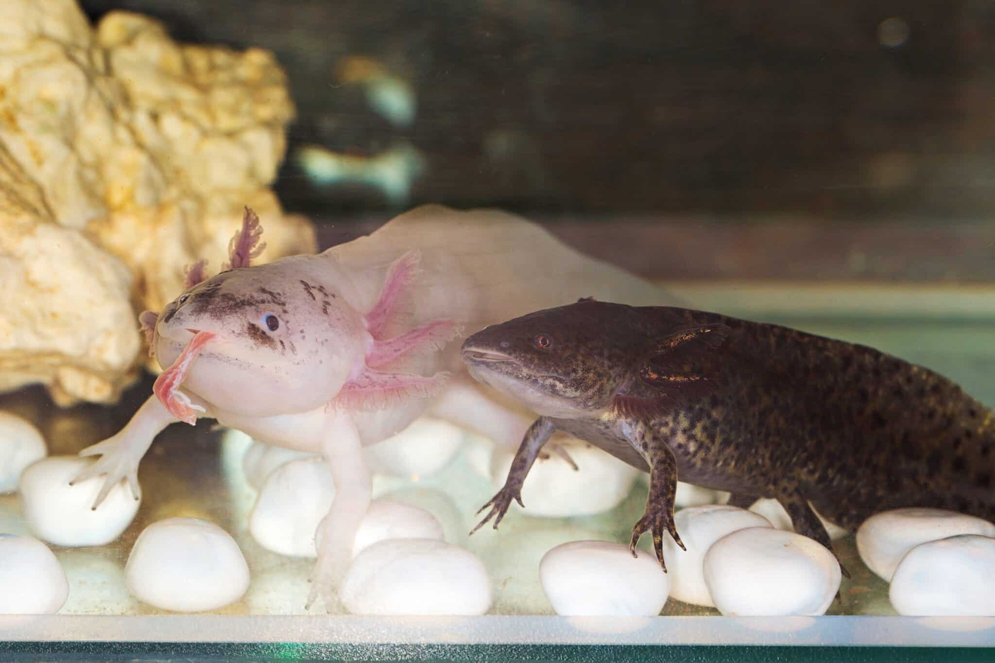 Axolotl Sexing: How to Determine an Axolotl’s Gender