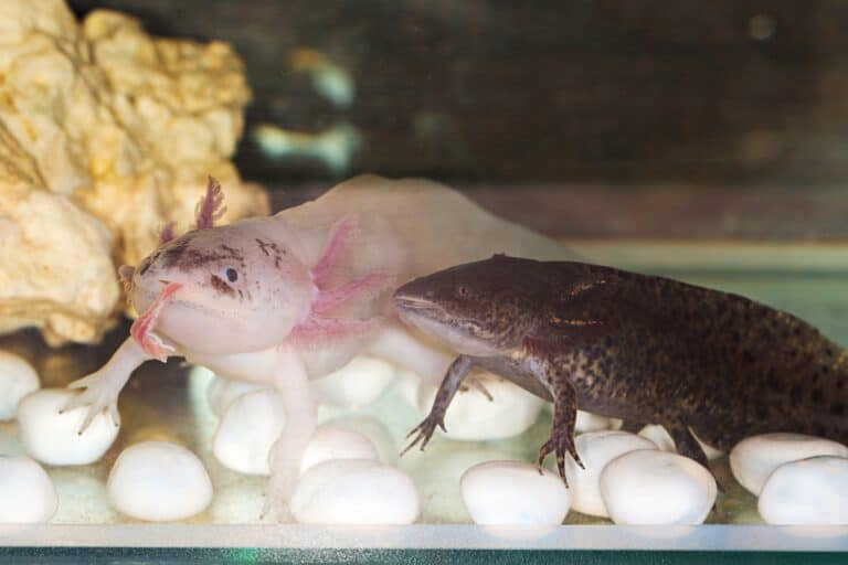 Axolotl Sexing: How to Determine an Axolotl’s Gender