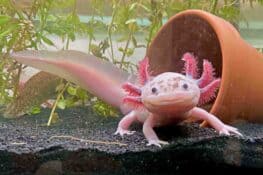 The Complete Axolotl Supplies and Starter Kit Guide