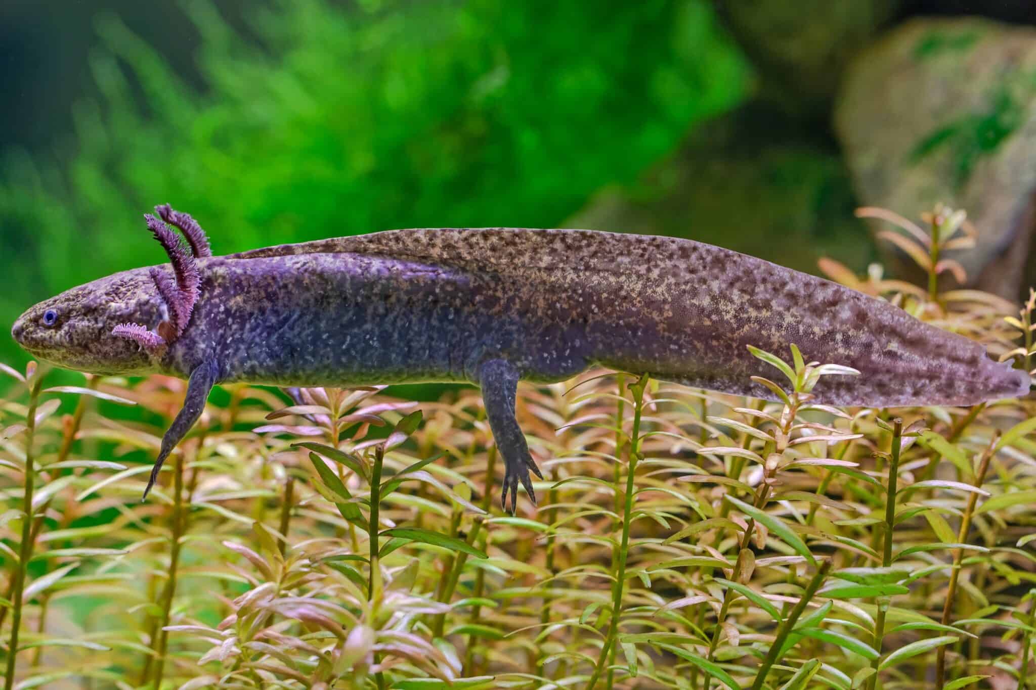 How Much Does an Axolotl Cost? (2025 Price Guide)