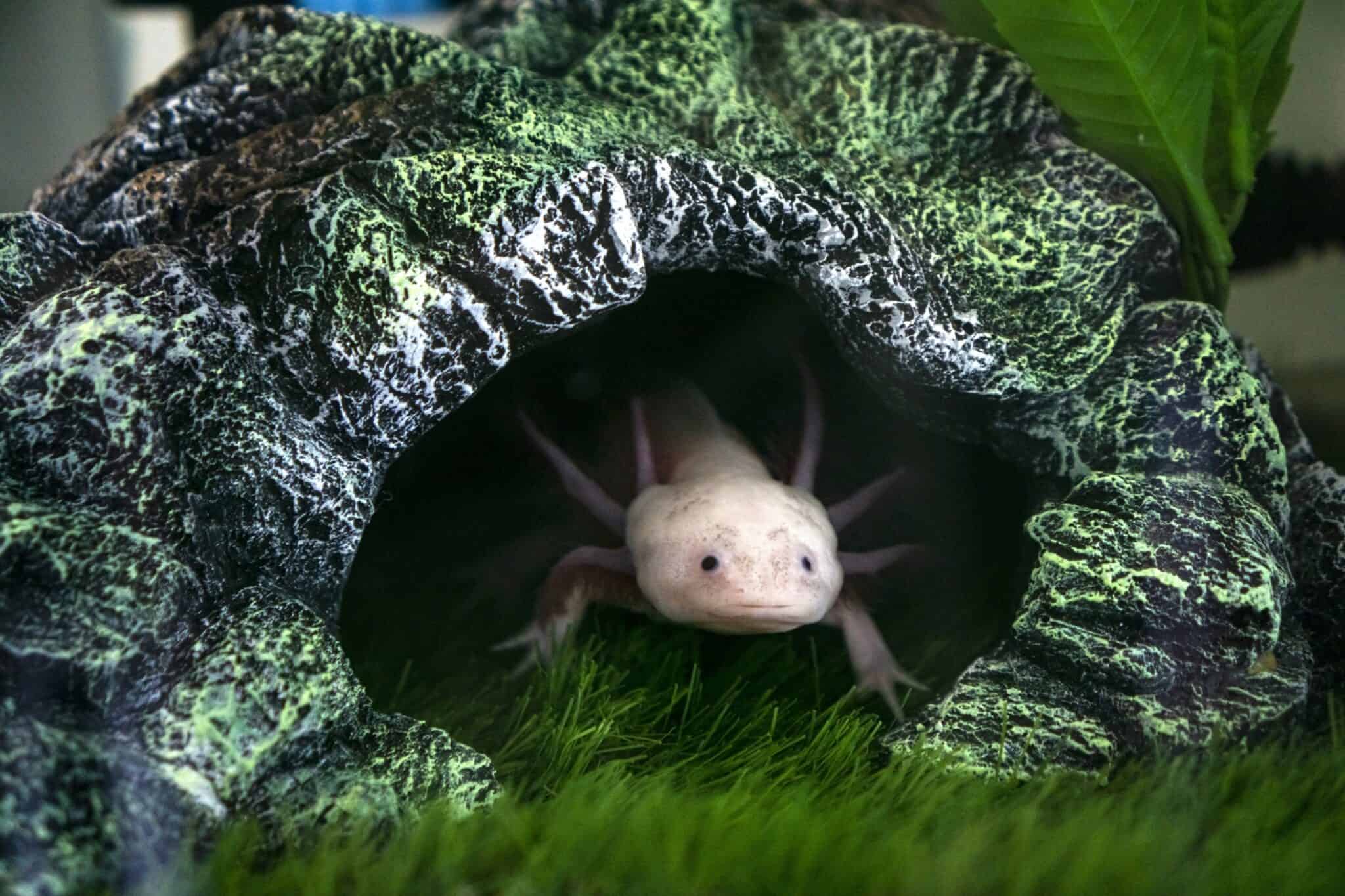 8 Effective Ways to Keep Your Axolotl Tank Cool