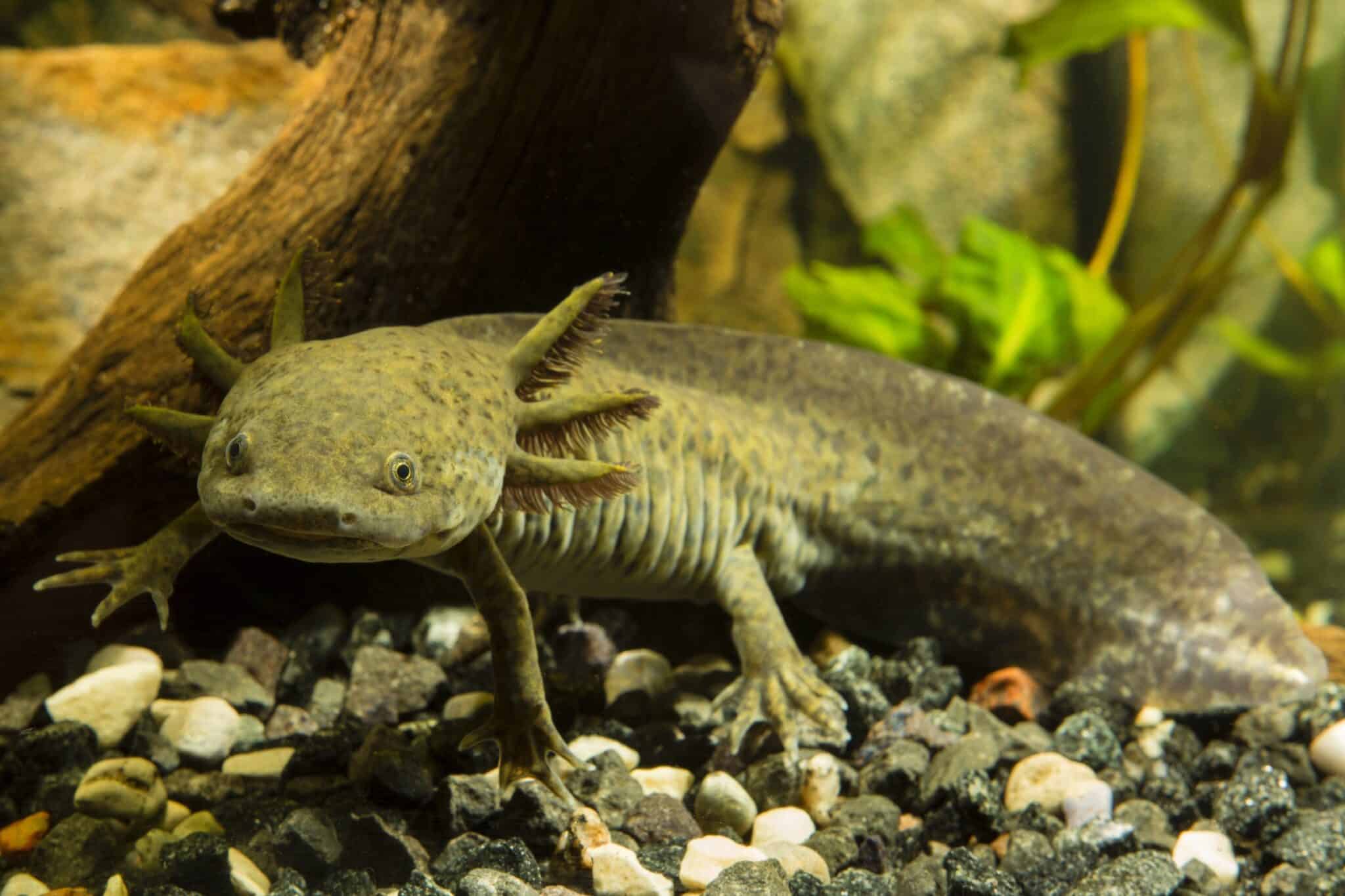 Axolotl Colors: 17 Types of Axolotl Morphs (With Photos)