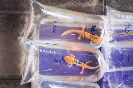 How Much Does an Axolotl Cost? (2024 Price Guide)