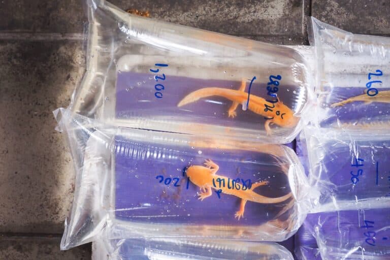 How Much Does an Axolotl Cost? (2025 Price Guide)