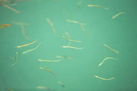 How Do Eels Reproduce? - The Reproduction Mystery of Eel