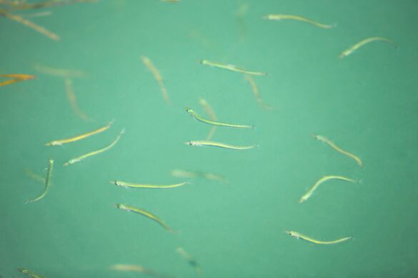 How Do Eels Reproduce? - The Reproduction Mystery of Eel