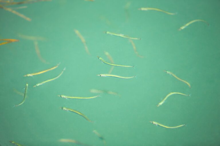 How Do Eels Reproduce? - The Reproduction Mystery of Eel