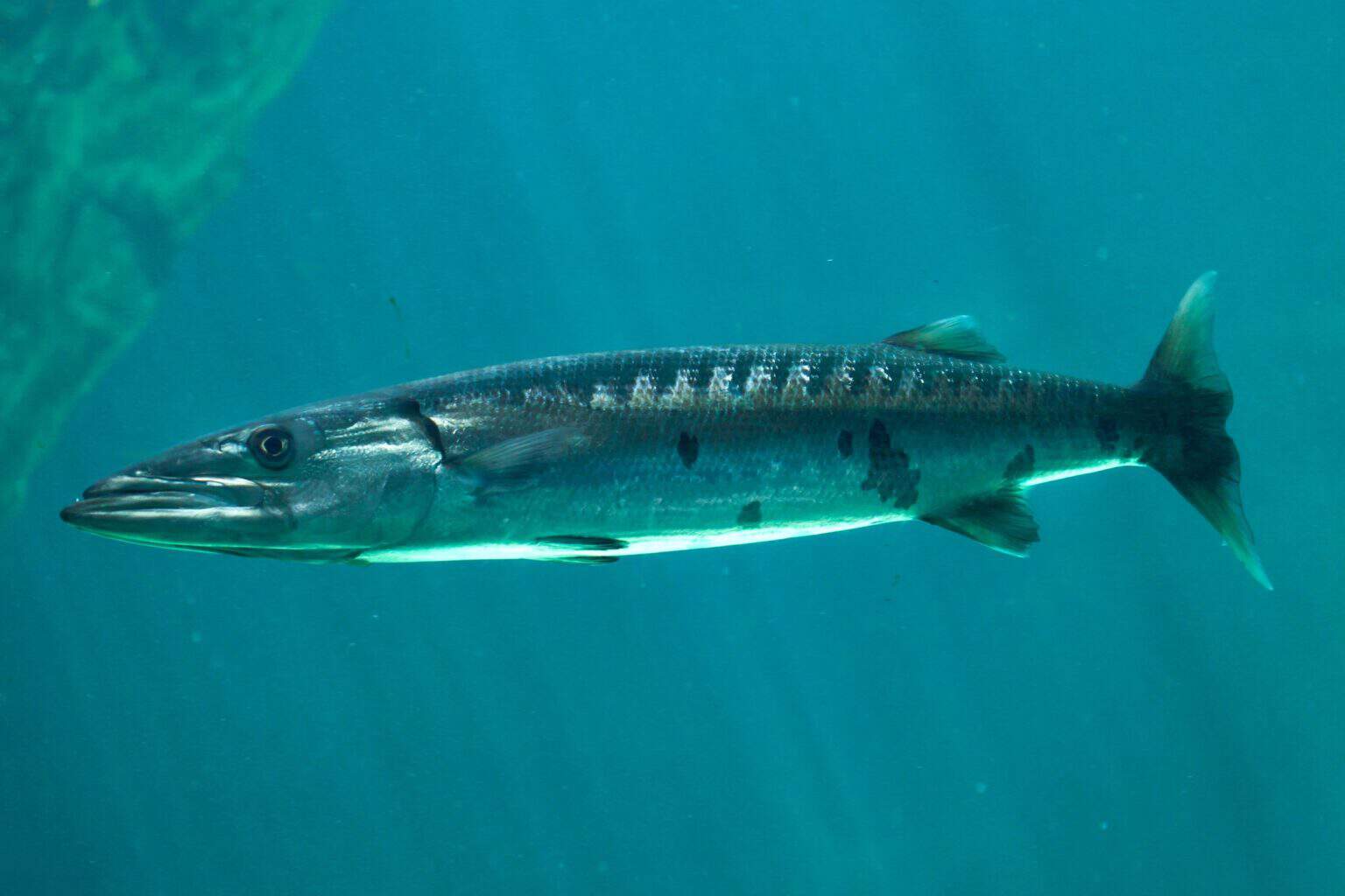 41 Types of Fish With Fins and Scales