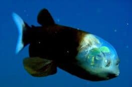 32 Types of Fish With Big Foreheads