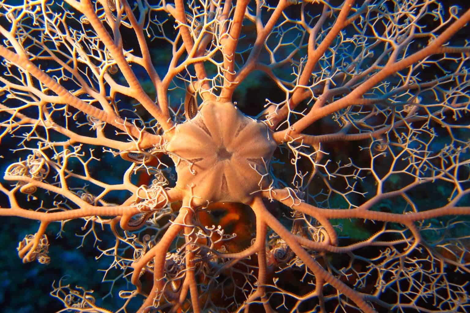 Serpent Starfish: Species Profile, Facts & Pictures