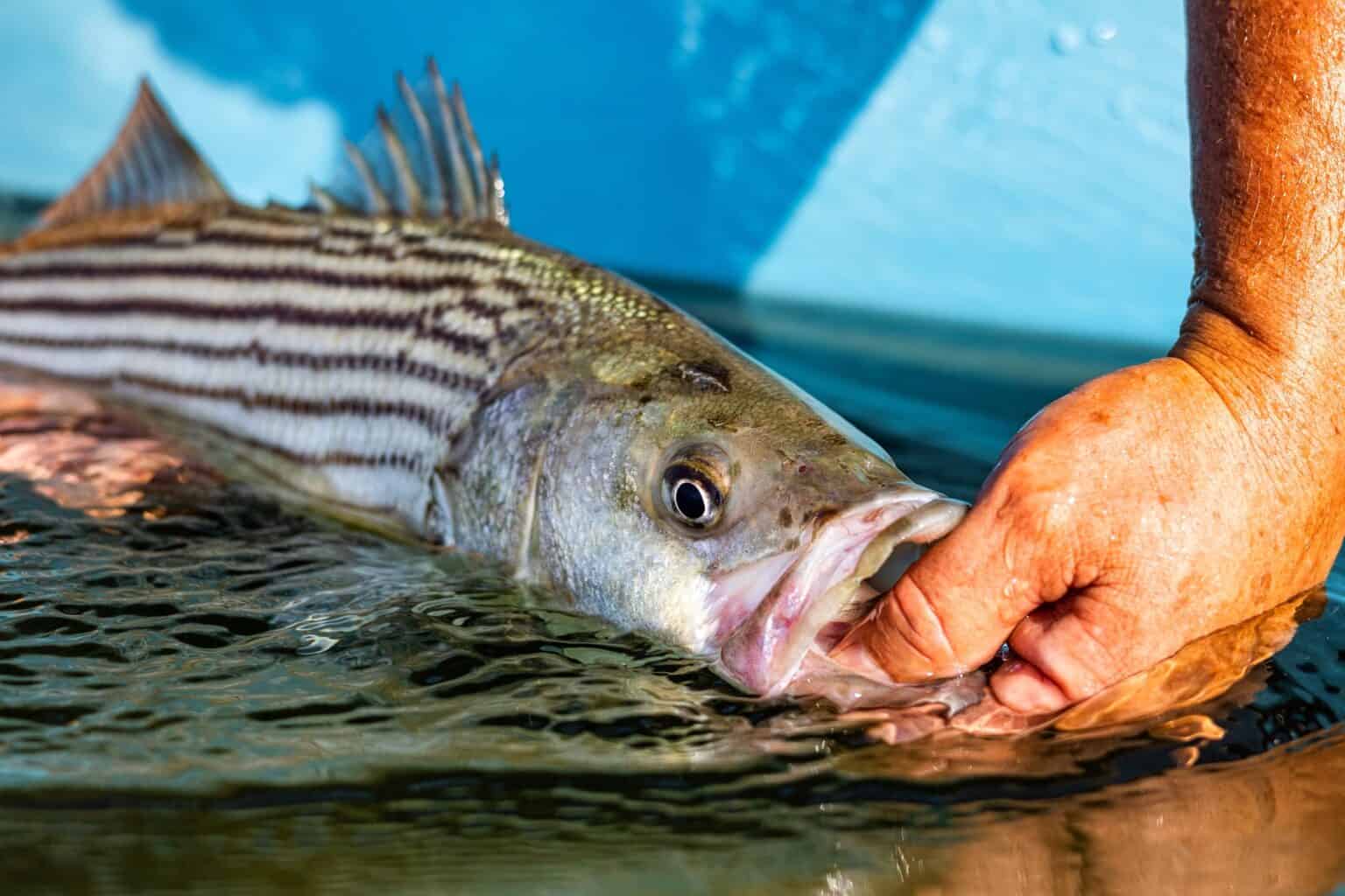 Can You Eat Bass? – What Does It Taste Like?