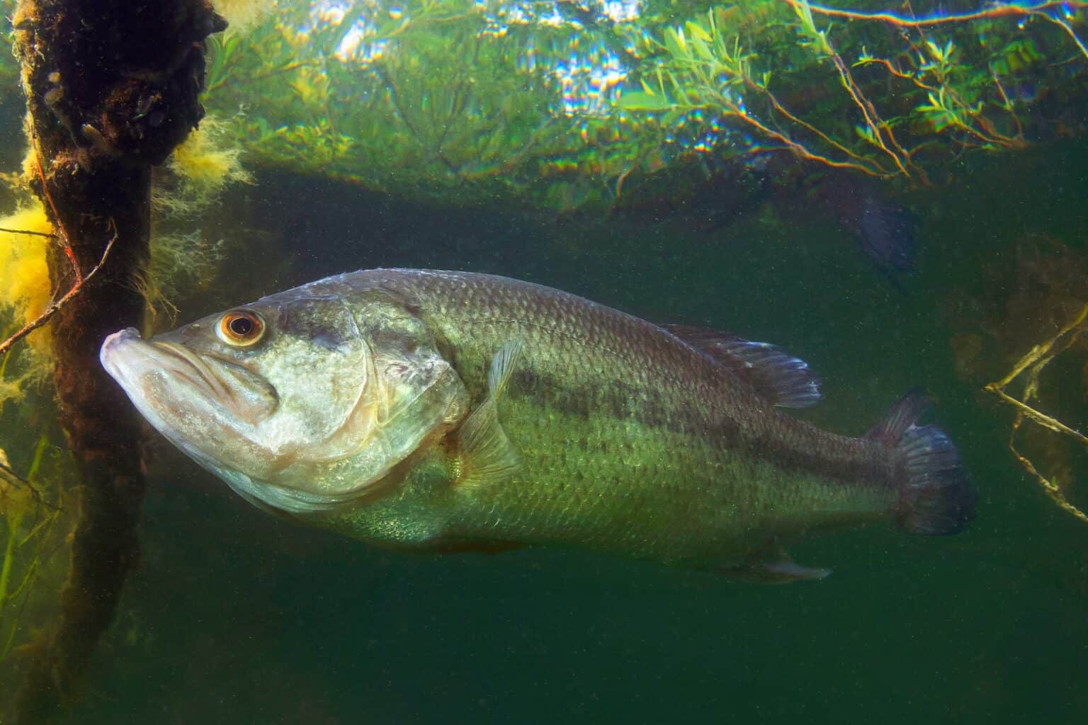 Can You Eat Bass? – What Does It Taste Like?