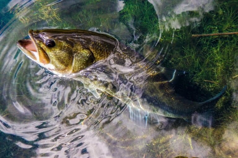 11 Types of Bass in North America: Your Ultimate Guide