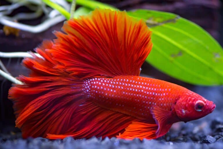 41 Types of Fish With Fins and Scales