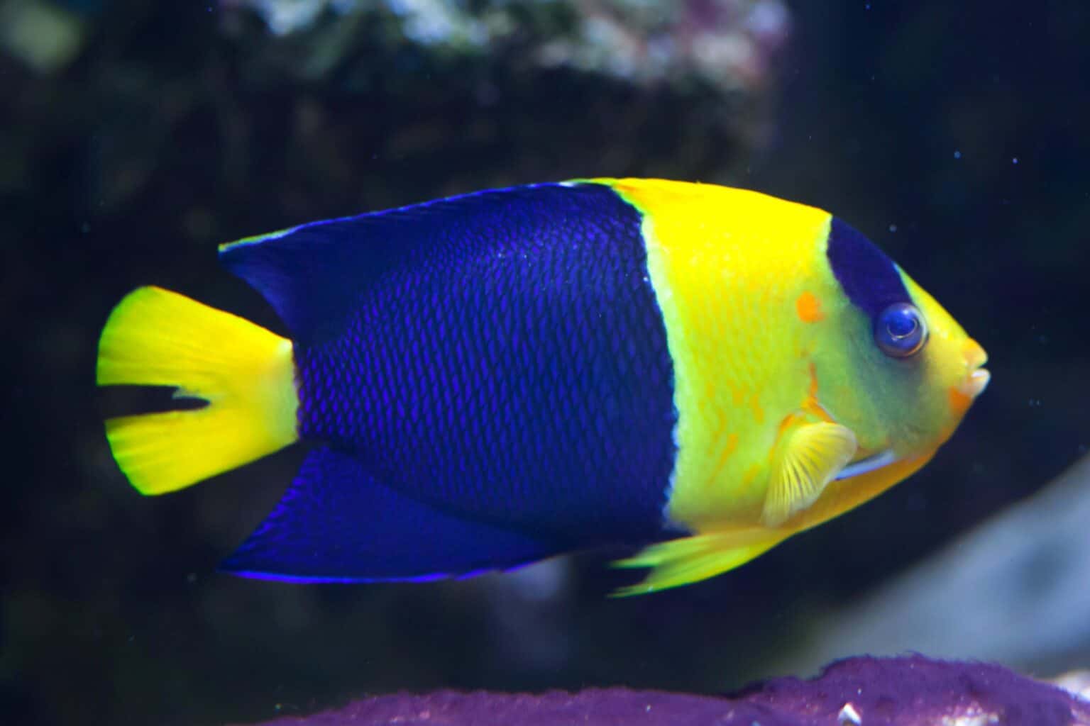 27 Most Popular Types of Saltwater Angelfish