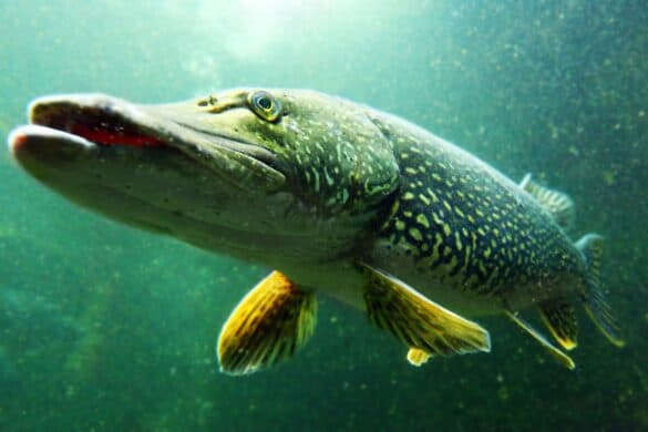 Can You Eat Muskie Fish? - Are Muskies Good to Eat?