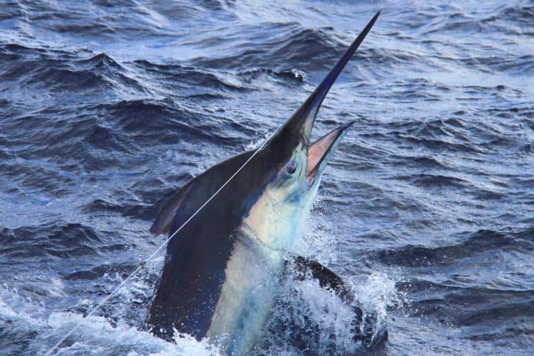 41 Types of Fish With Fins and Scales