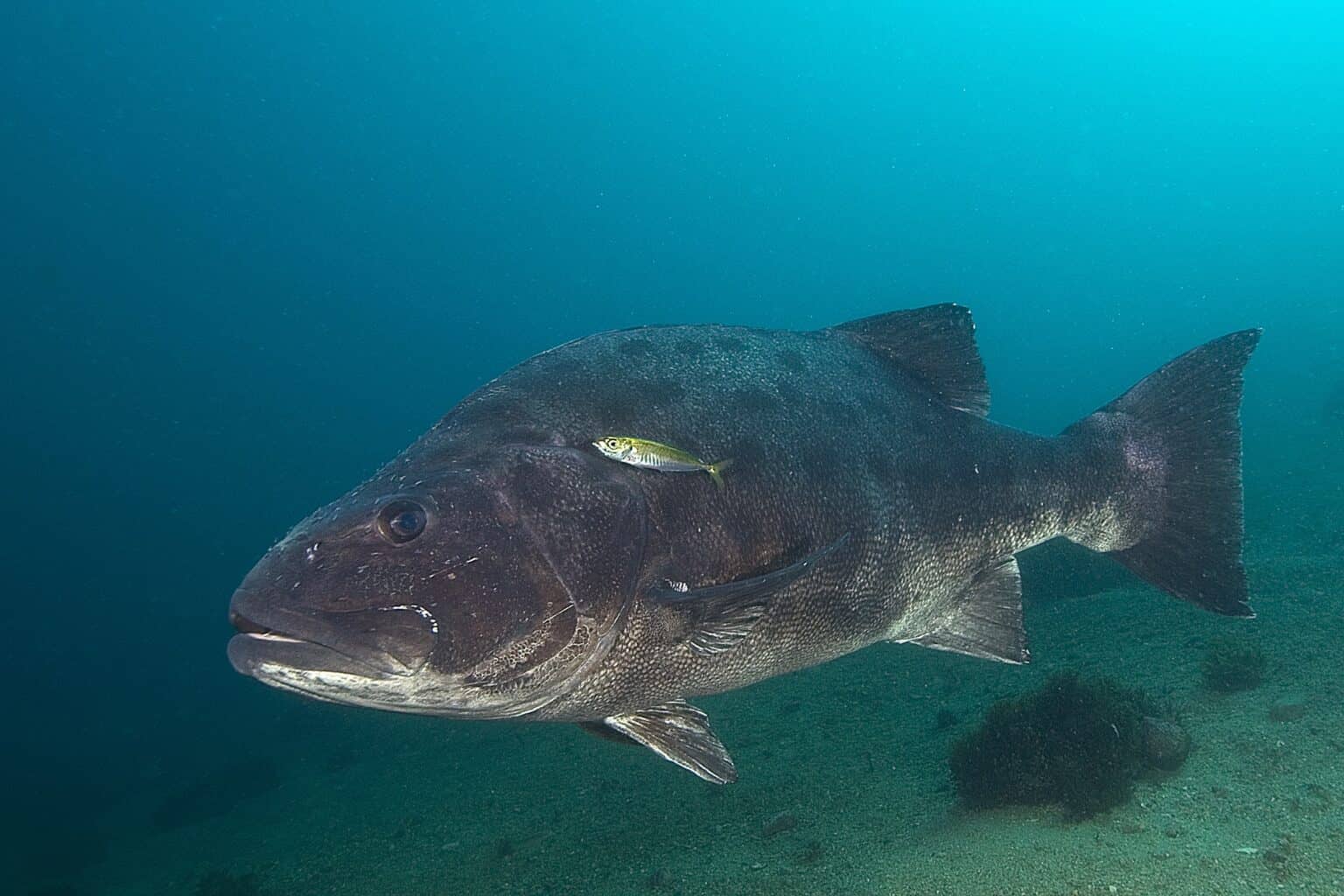 11 Types of Bass in North America: Your Ultimate Guide