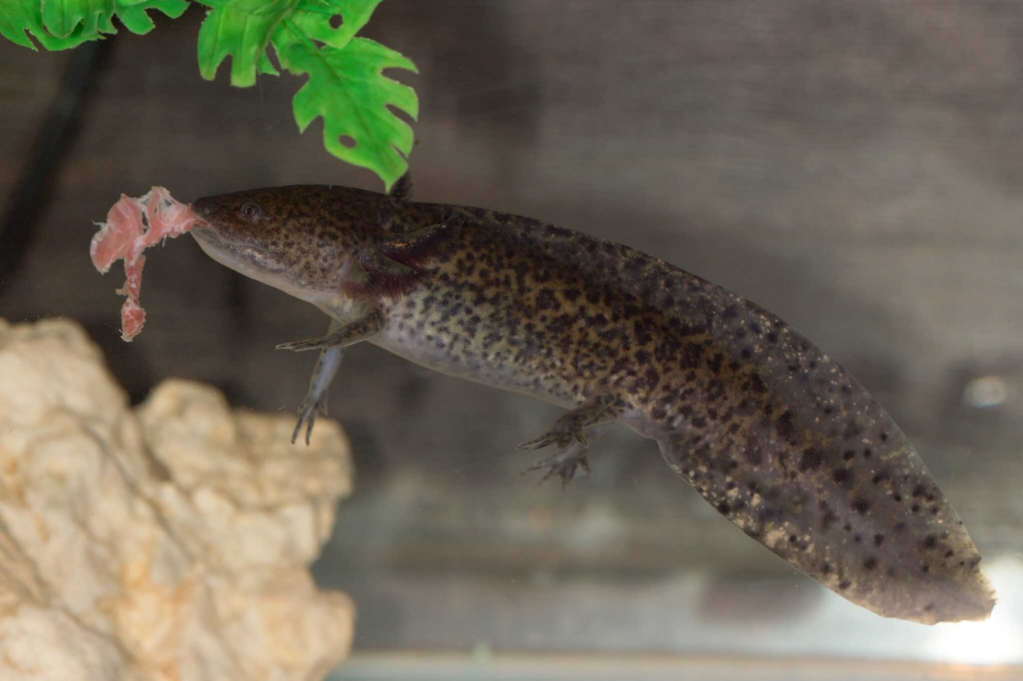 Black Axolotl: Species Profile, Care Guide & Pictures